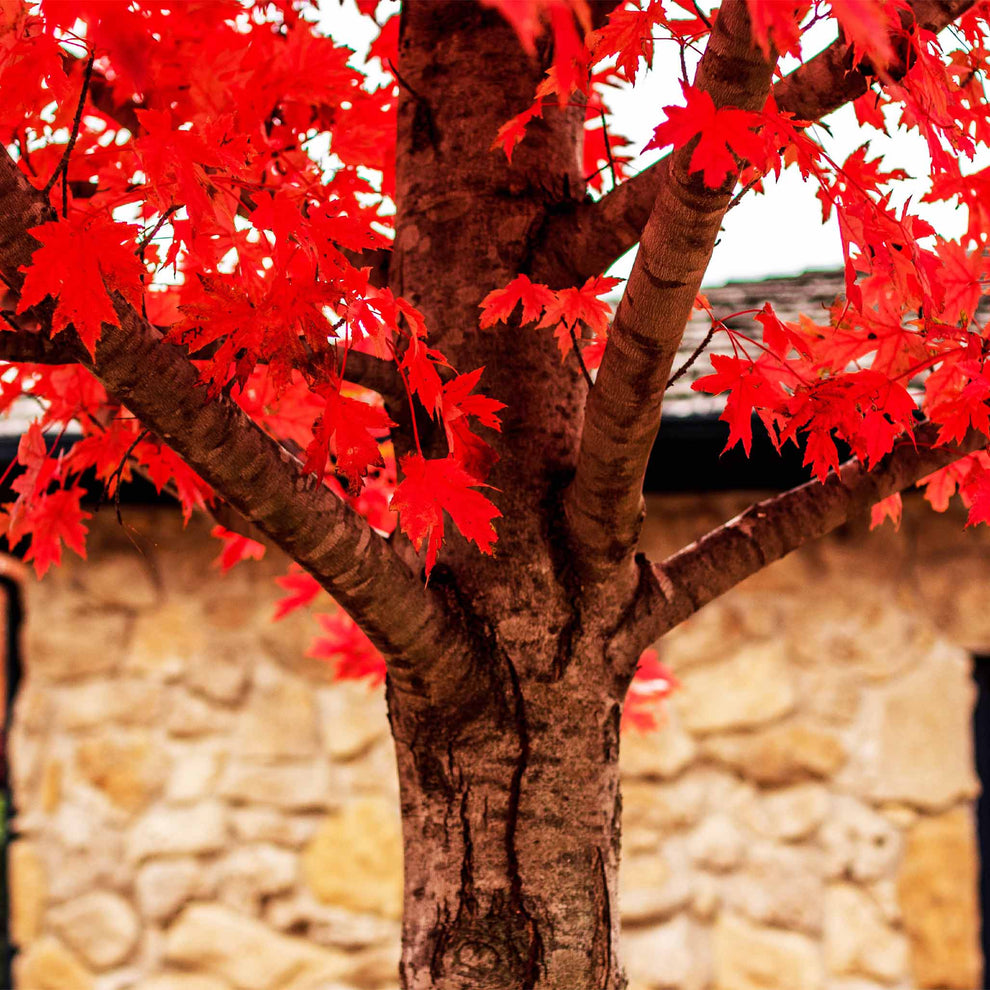 Autumn Blaze® Red Maple Tree | The Sill