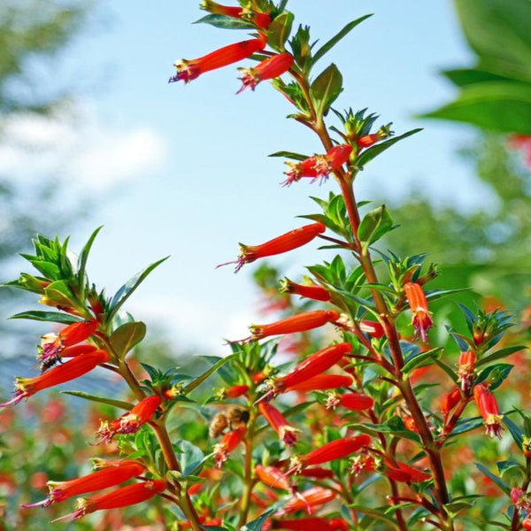 Vermillionaire® Large Firecracker Plant | The Sill