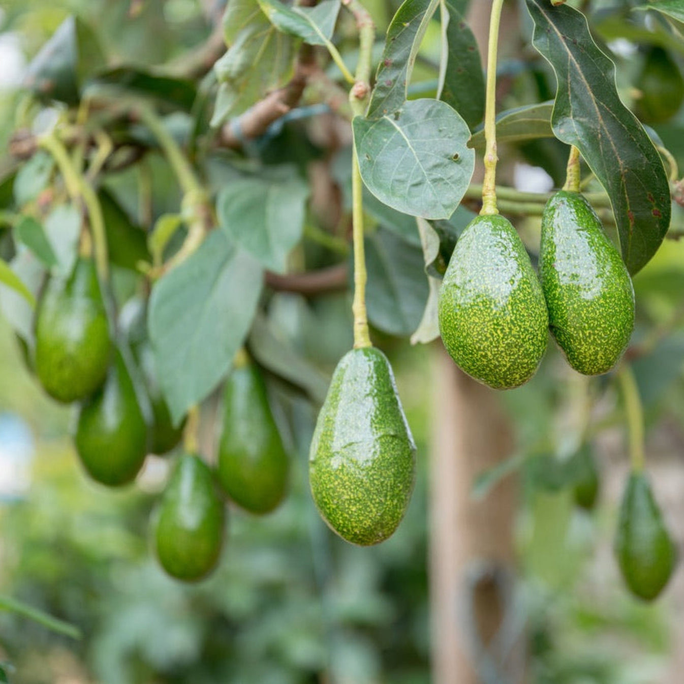 Pancho Cold Hardy Avocado | The Sill