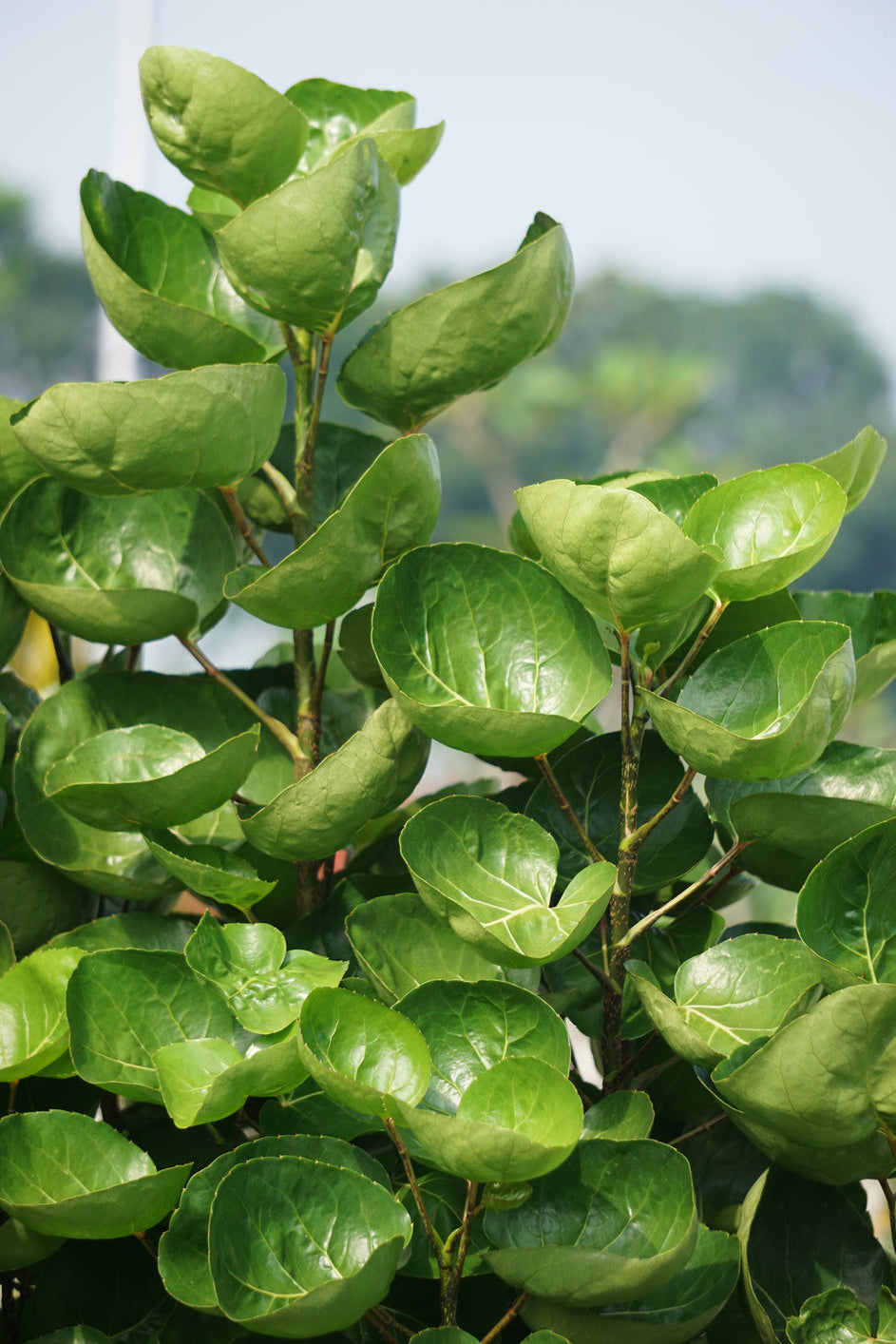 Aralia Fabian Stump | Unique Plants for Delivery | The Sill