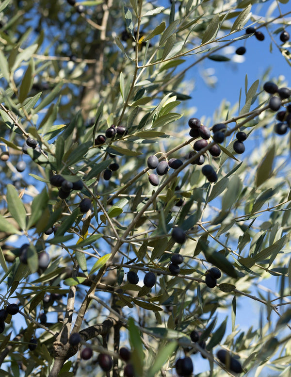 Mission Olive Tree | The Sill