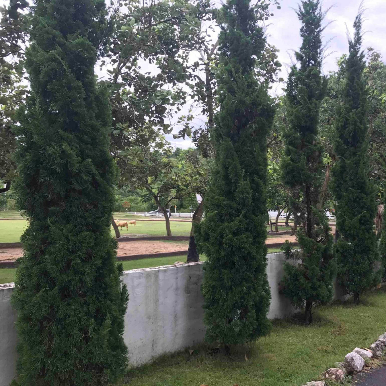 Taylor Juniper | The Sill