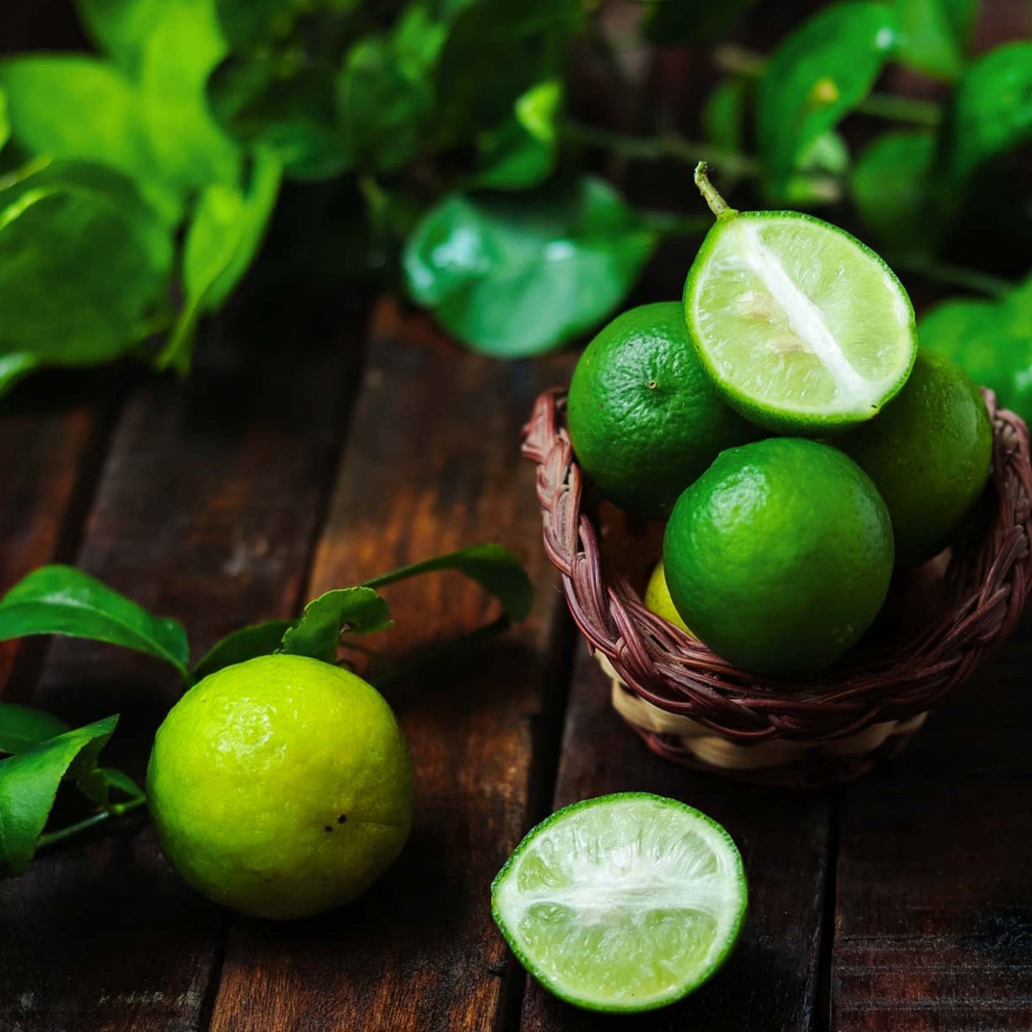 Key Lime Bush | The Sill