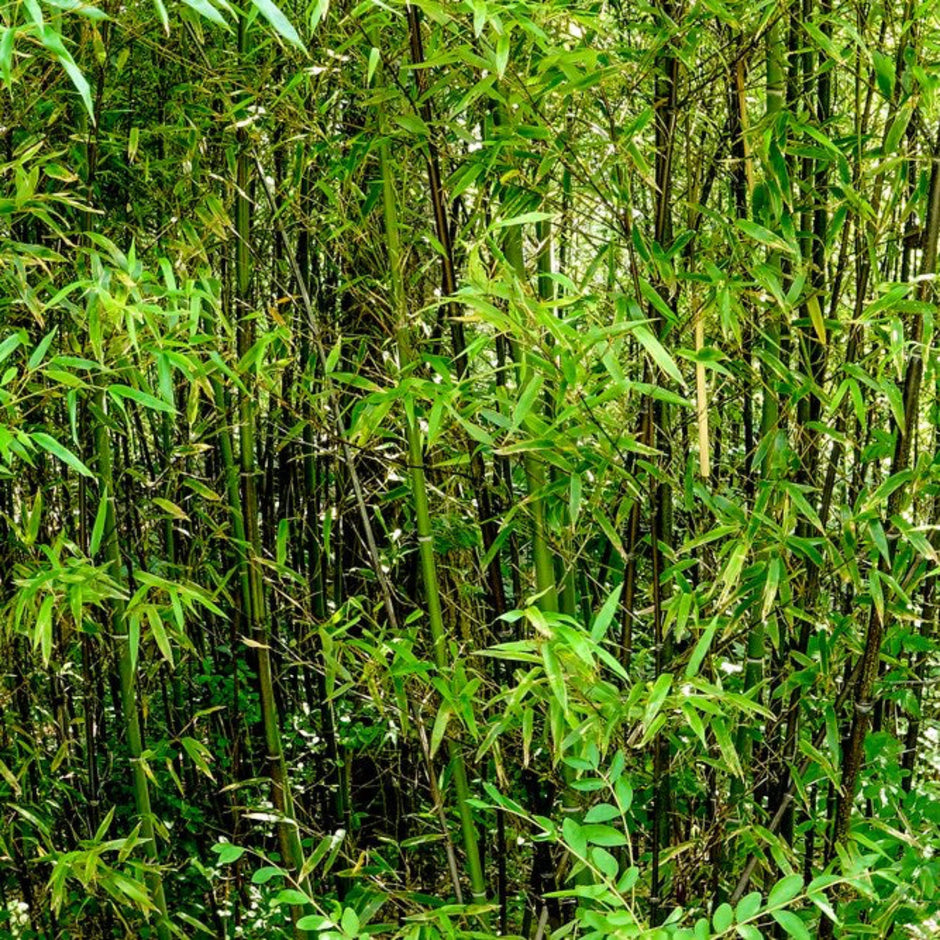 Privacy Trees & Shrubs | The Sill