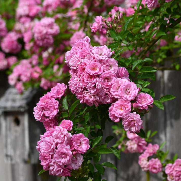 Peggy Martin Climbing Rose | The Sill