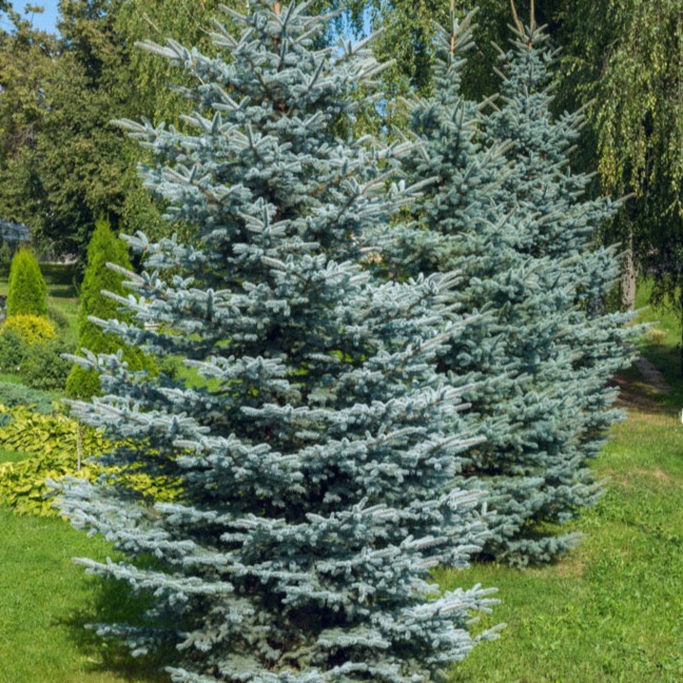 Colorado Blue Spruce | The Sill