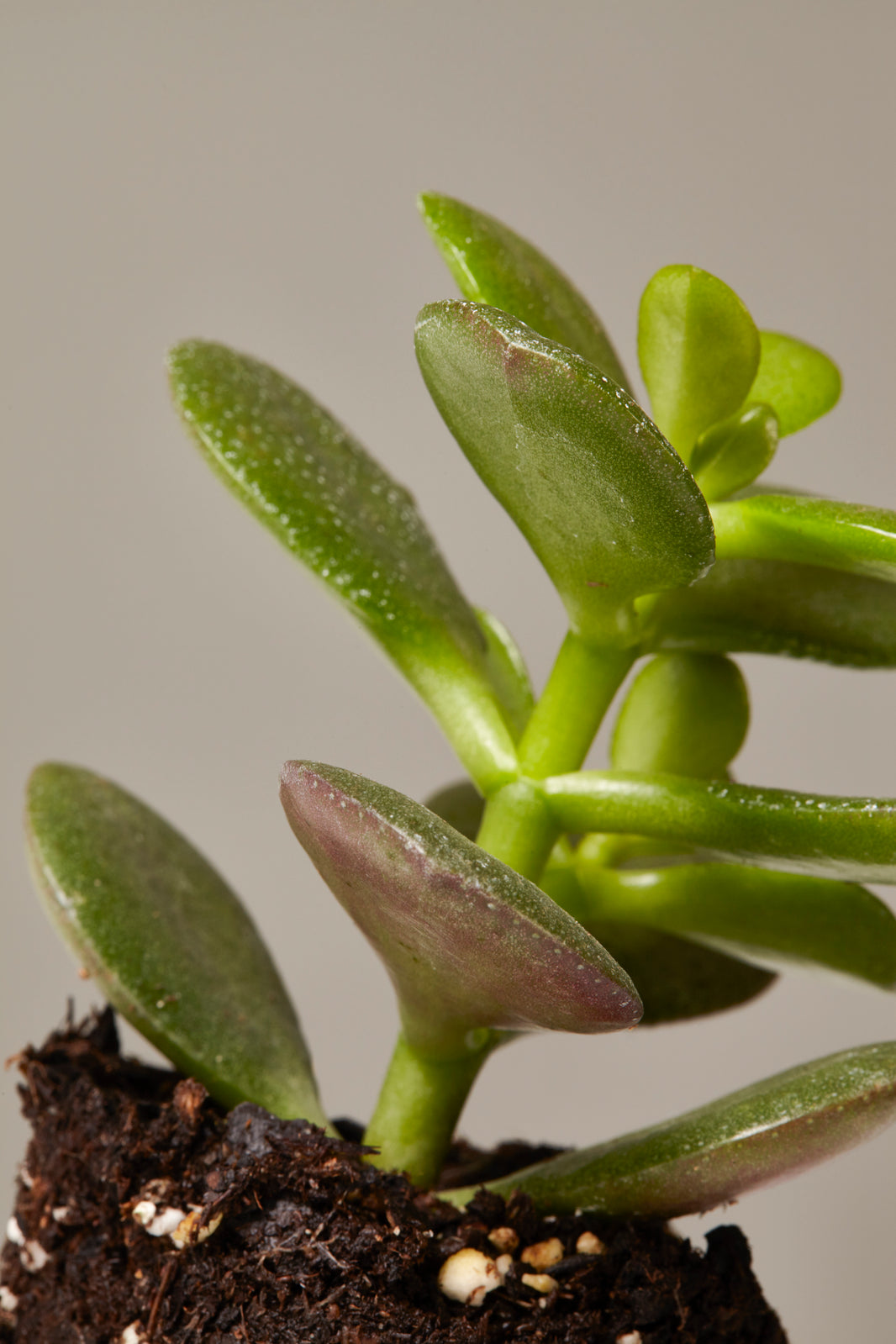 Succulent Plants | Indoor Plants, Delivered | The Sill