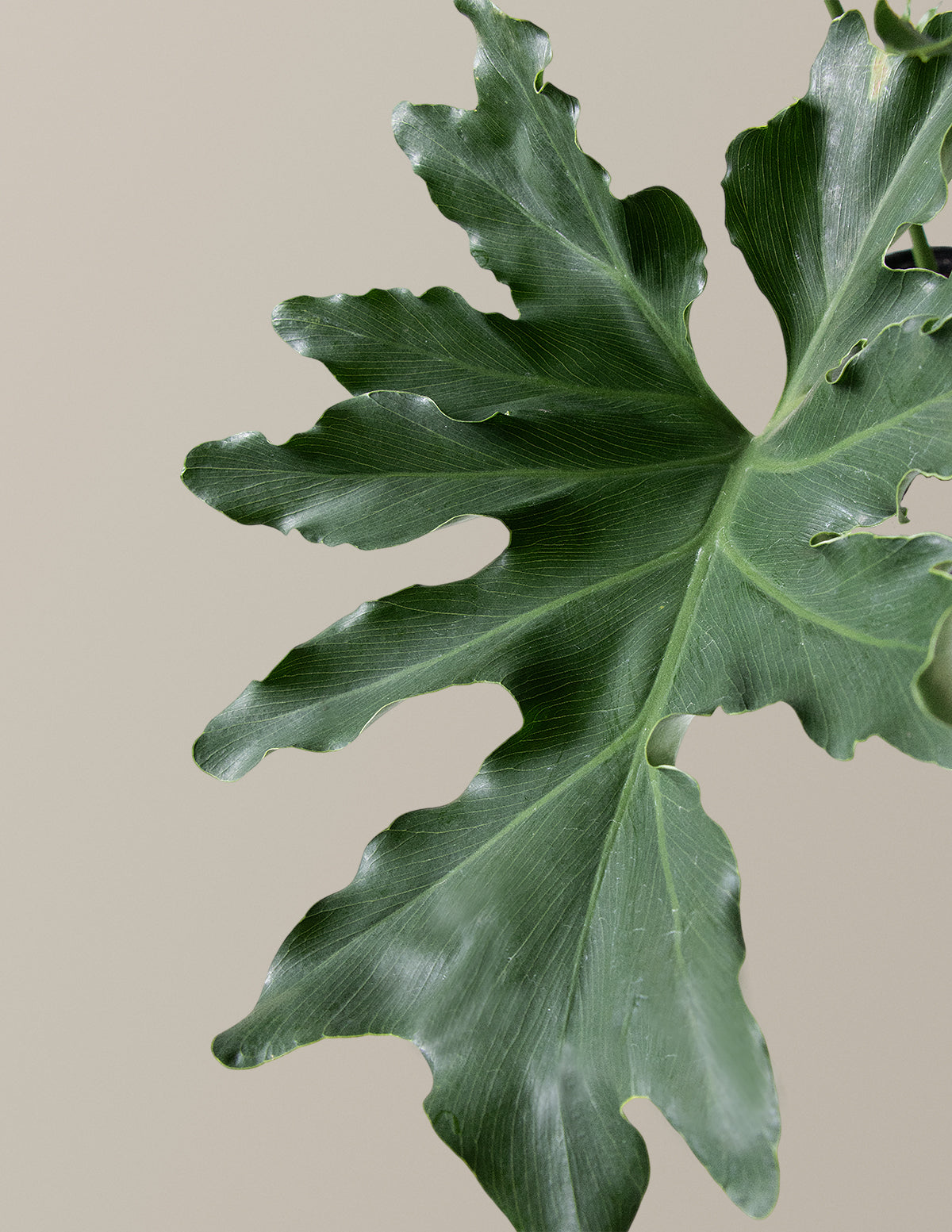 Large Philodendron Selloum "Hope" | Indoor Plants & Houseplants | The Sill