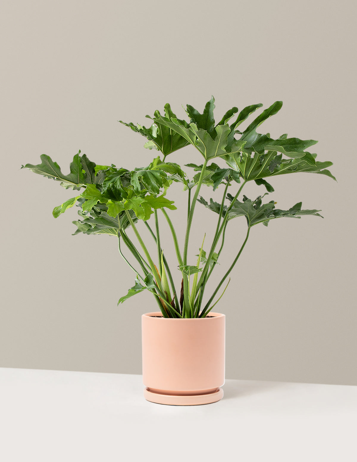 Large Philodendron Selloum "Hope" | Indoor Plants & Houseplants | The Sill