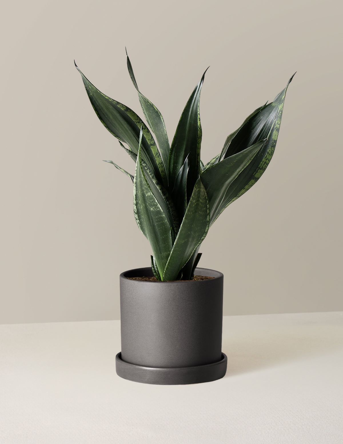 Snake Plant Silver Flame | Low Light Plants & Houseplants Delivery ...