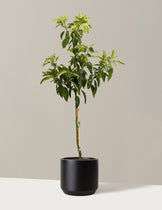 Pancho Cold Hardy Avocado | The Sill