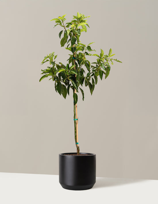 Pancho Cold Hardy Avocado | The Sill