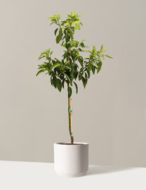 Pancho Cold Hardy Avocado | The Sill