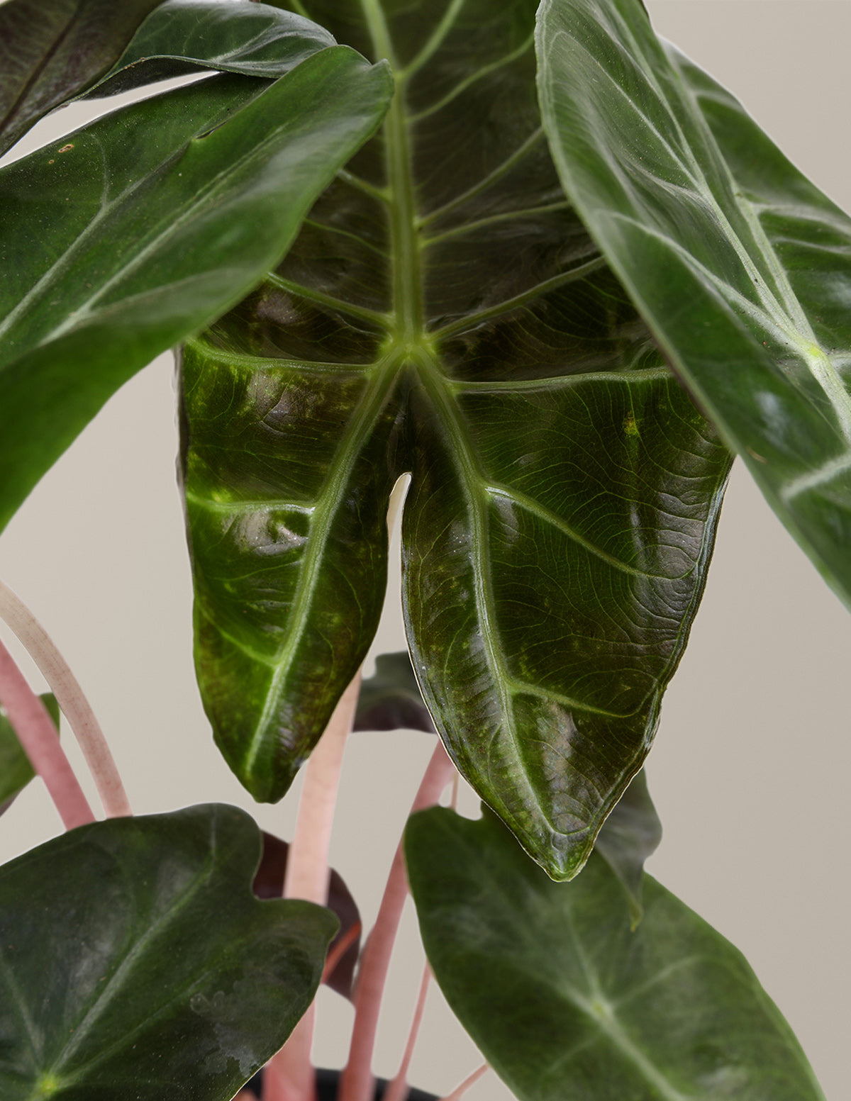 Alocasia Pink Princess | Unique Rare Houseplants for Delivery | The Sill
