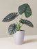 Alocasia Silver Nebula | Unique Rare Houseplants for Delivery | The Sill