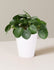 Pilea Peperomioides | Tropical Trailing Plants & Houseplants for ...
