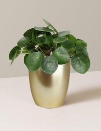 Pilea Peperomioides | Tropical Trailing Plants & Houseplants for ...