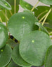 Pilea Peperomioides | Tropical Trailing Plants & Houseplants for ...