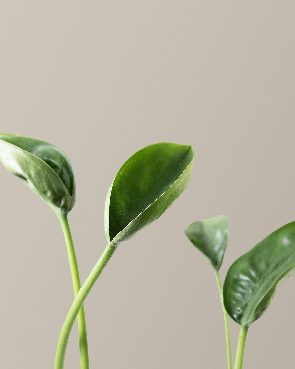 Alocasia ‘Tiny Dancer’ | The Sill