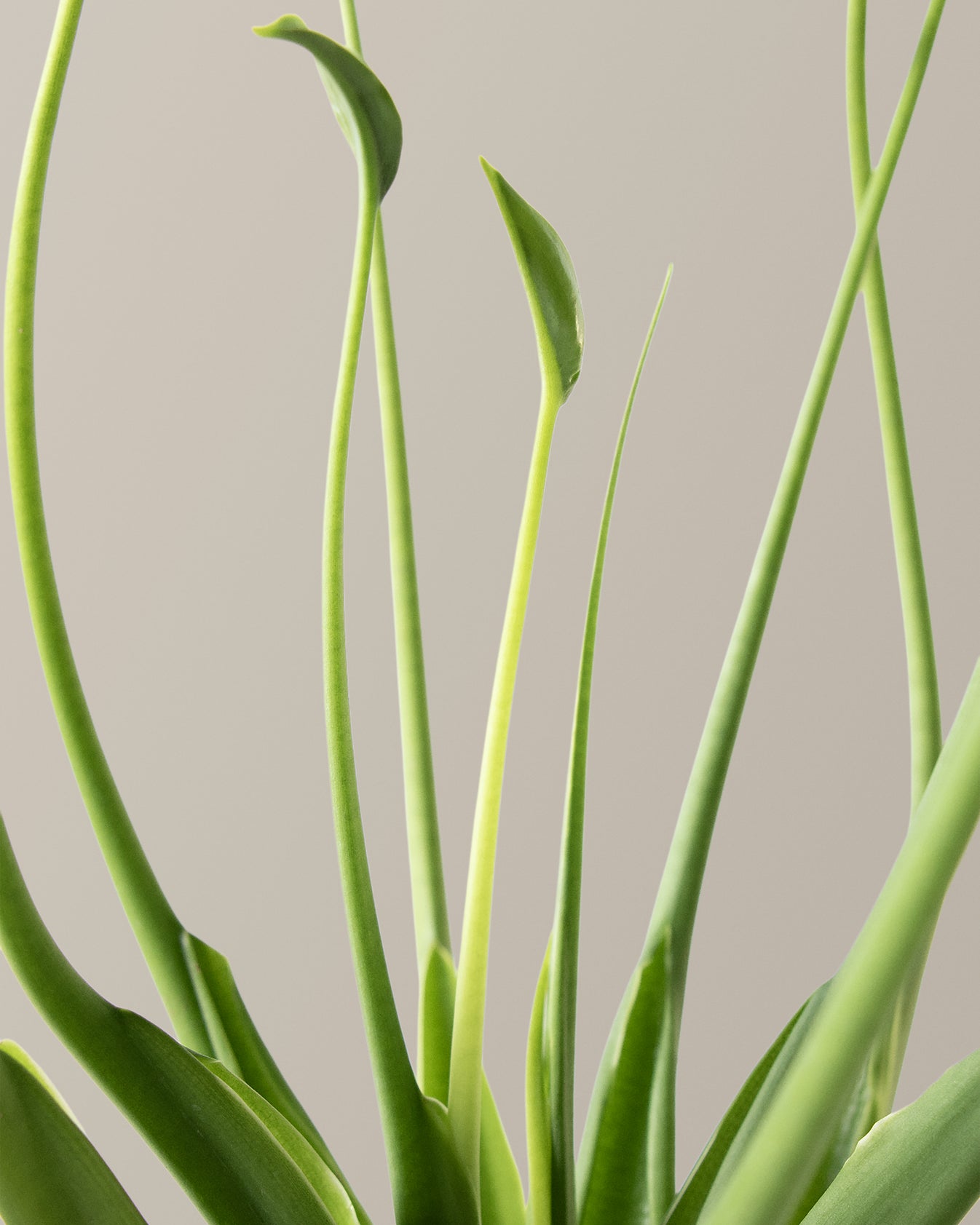 Alocasia Tiny Dancer | The Sill