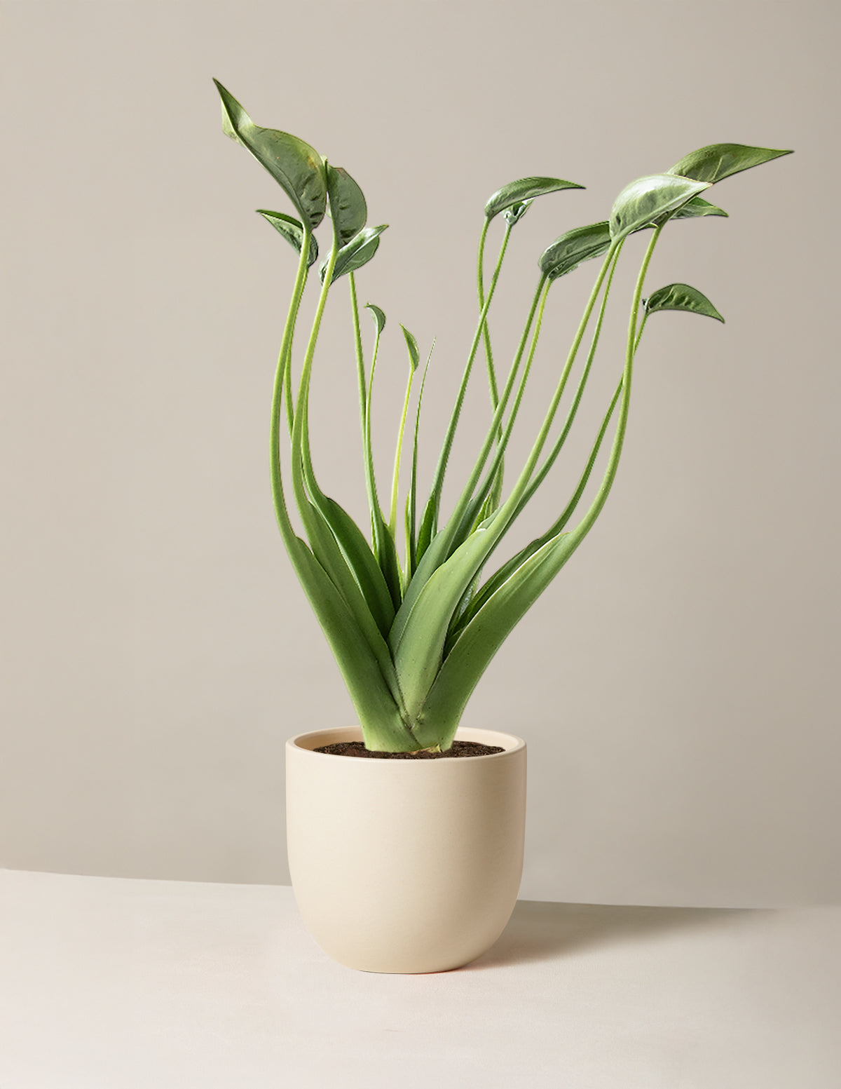 Alocasia Tiny Dancer | The Sill