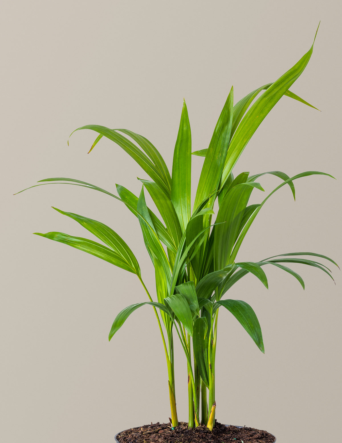 Large Areca Palm | Tropical Indoor Plants & Houseplants for Delivery ...