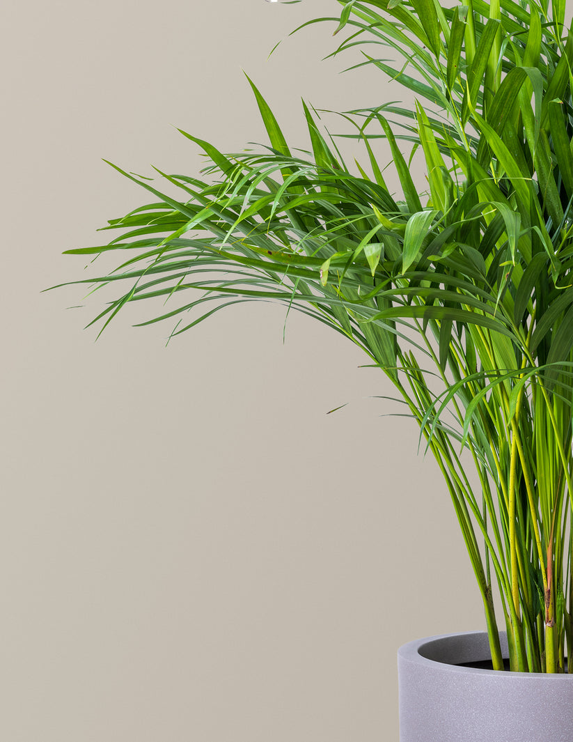 Large Areca Palm | Tropical Indoor Plants & Houseplants for Delivery ...