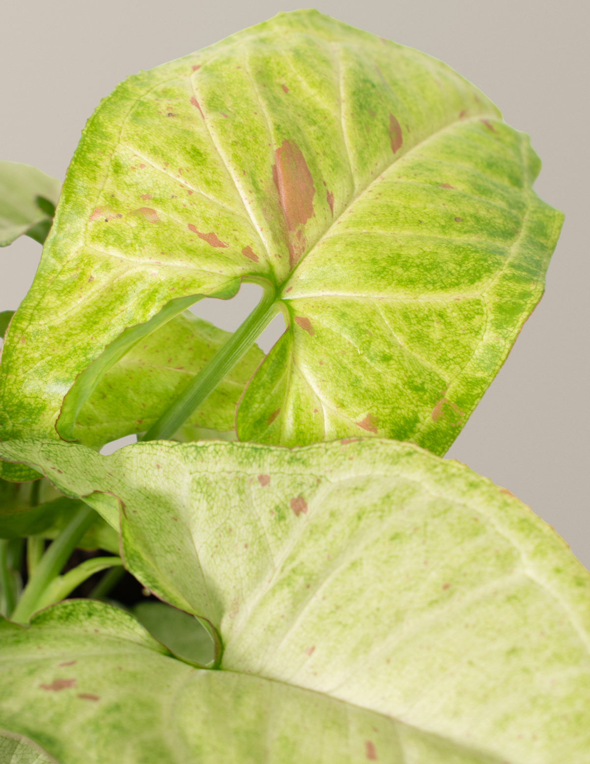 Arrowhead Confetti | Plants and Houseplants for Delivery | The Sill