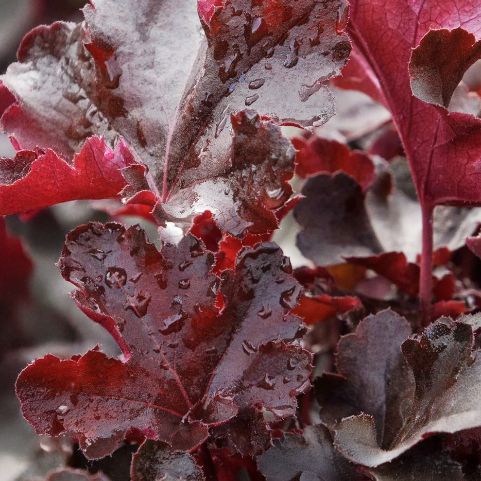 Balboa Sunset® Heuchera | The Sill