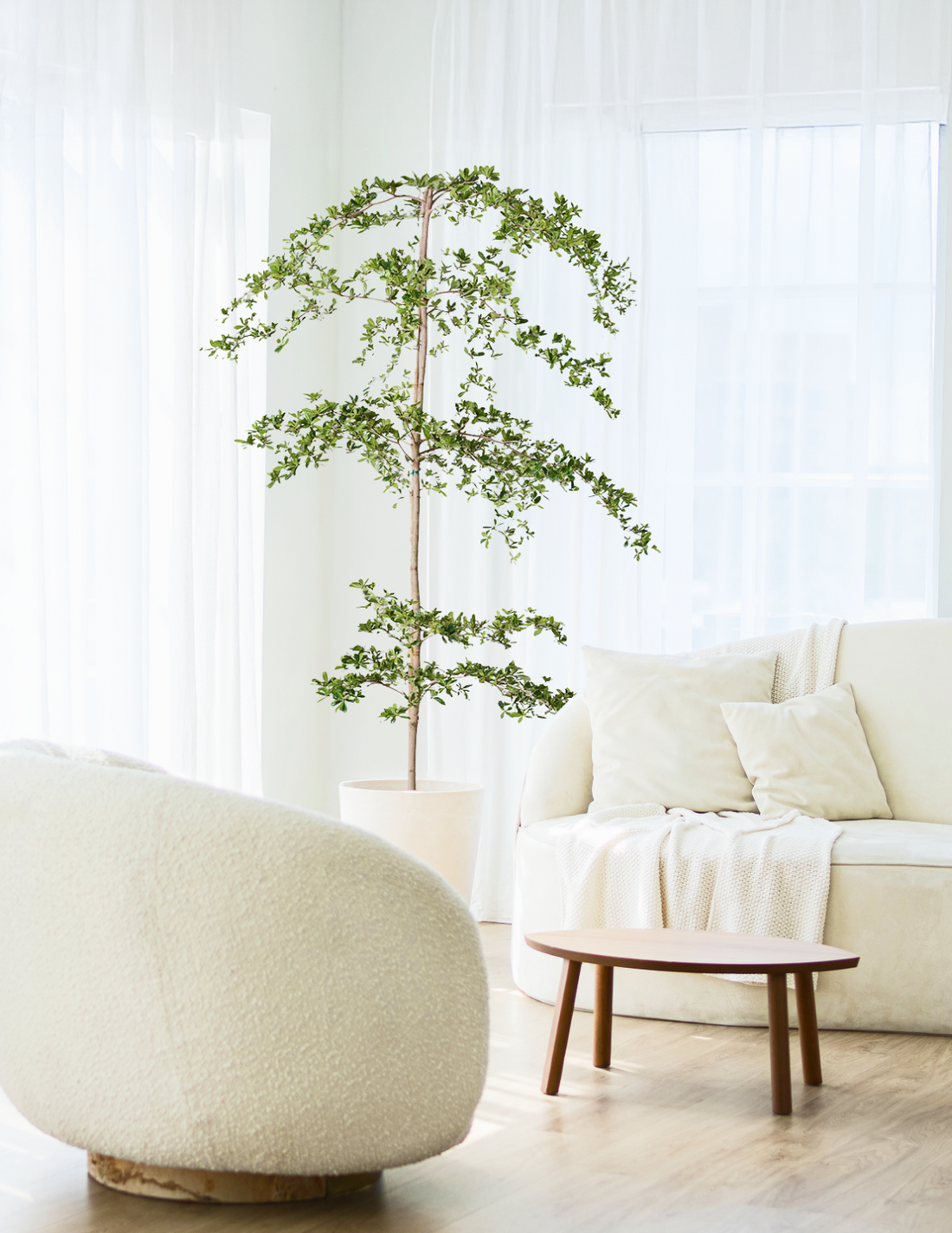 Black Olive Tree | The Sill