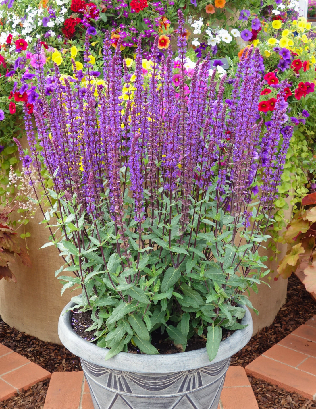 Blue Marvel Salvia | The Sill