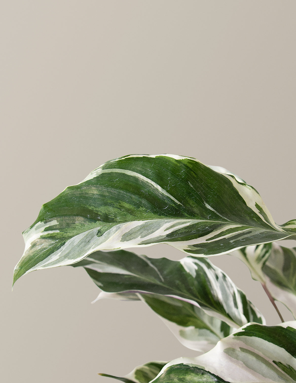 Calathea White Fusion | Tropical Houseplants for Delivery | The Sill