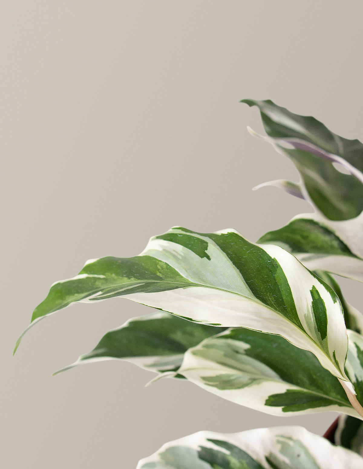 Calathea White Fusion | Tropical Houseplants for Delivery | The Sill