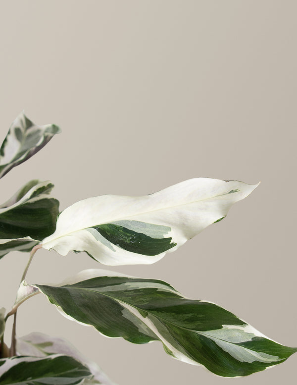 Calathea White Fusion | Tropical Houseplants for Delivery | The Sill