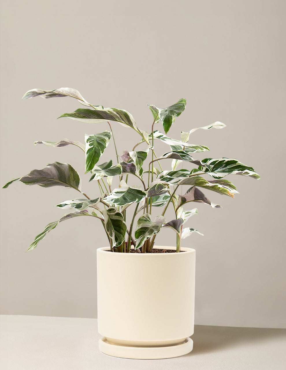 Calathea White Fusion | Tropical Houseplants for Delivery | The Sill