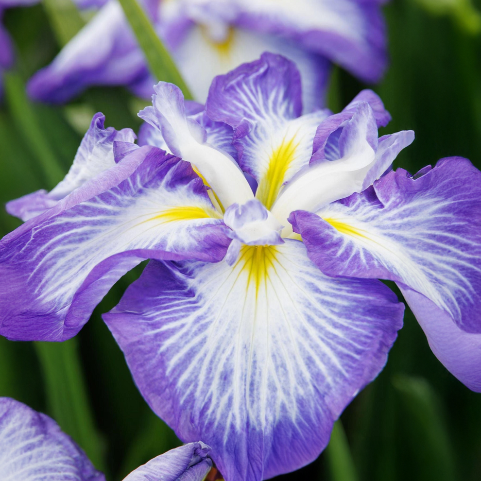 Cascade Spice Japanese Iris | The Sill