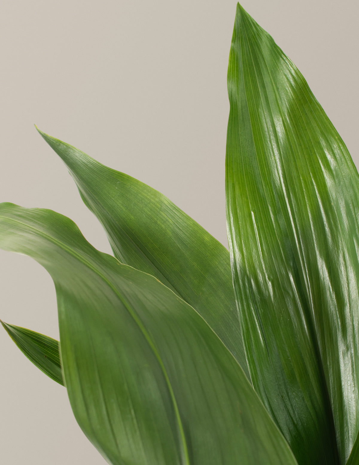 Large Cast Iron Plant | Indoor Plants & Houseplants for Delivery | The Sill