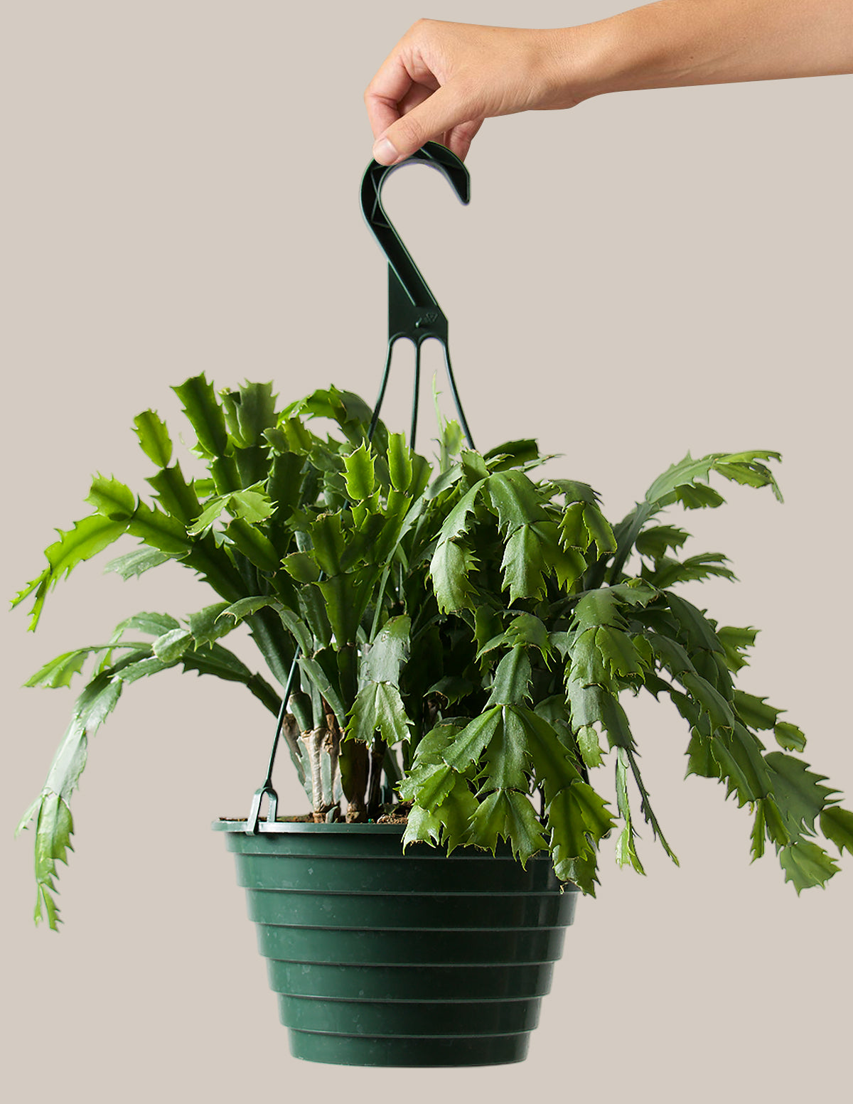 Christmas Cactus Hanging Basket | Unique vining houseplants for delivery | The Sill