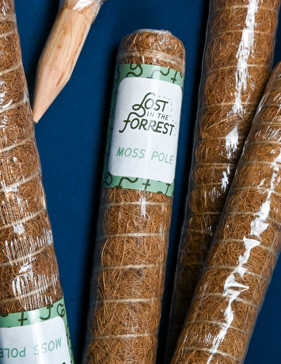Coco Coir Pole | Shop Plant Accessories Online for Delivery | The Sill
