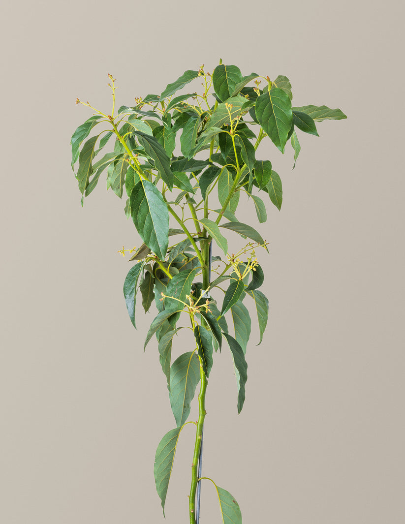 Cold Hardy Avocado Tree | The Sill