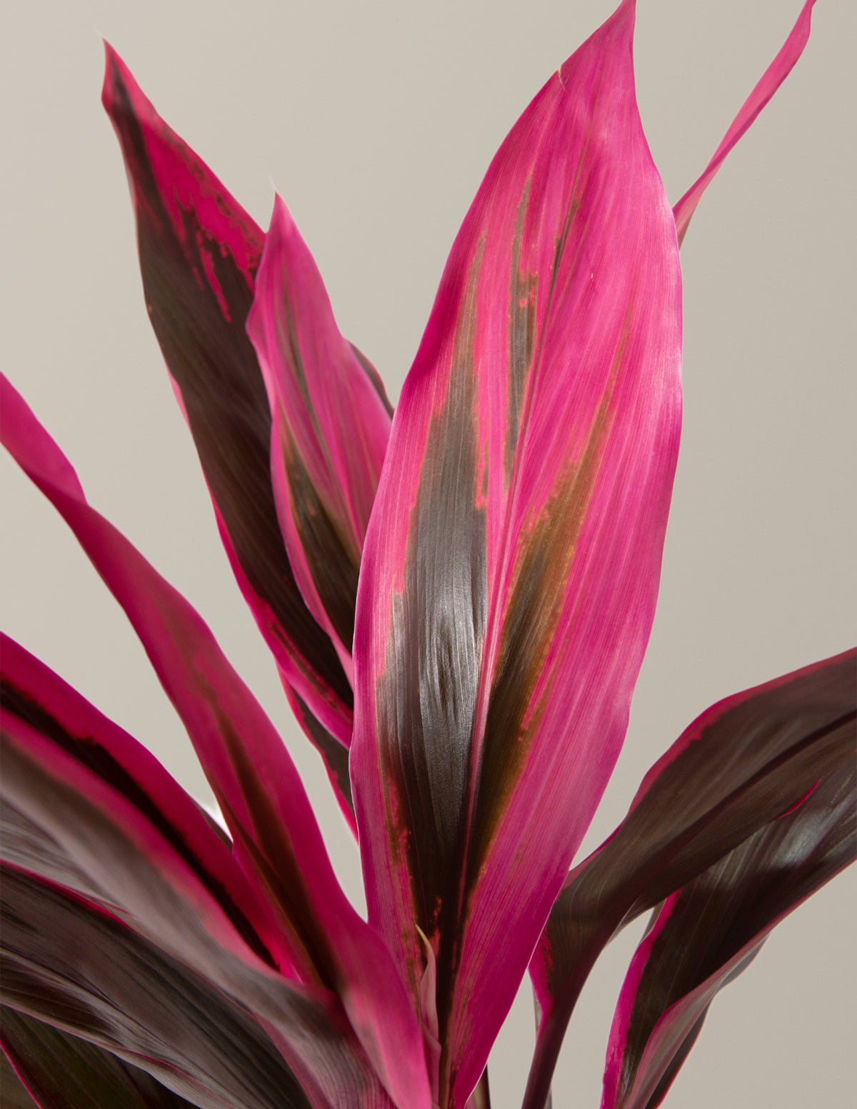 Large Cordyline Red Sister | Houseplants for Delivery | The Sill