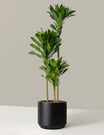 Large Dracaena Compacta Cane | Large Houseplants for Delivery | The Sill