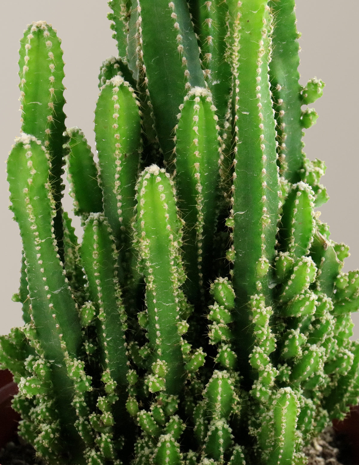Fairy Castle Cactus | Houseplants for Delivery | The Sill