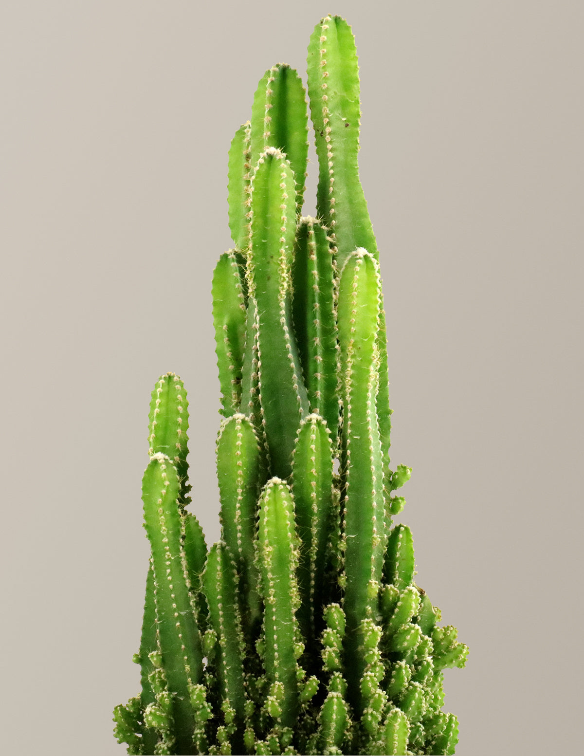 Fairy Castle Cactus | Houseplants for Delivery | The Sill