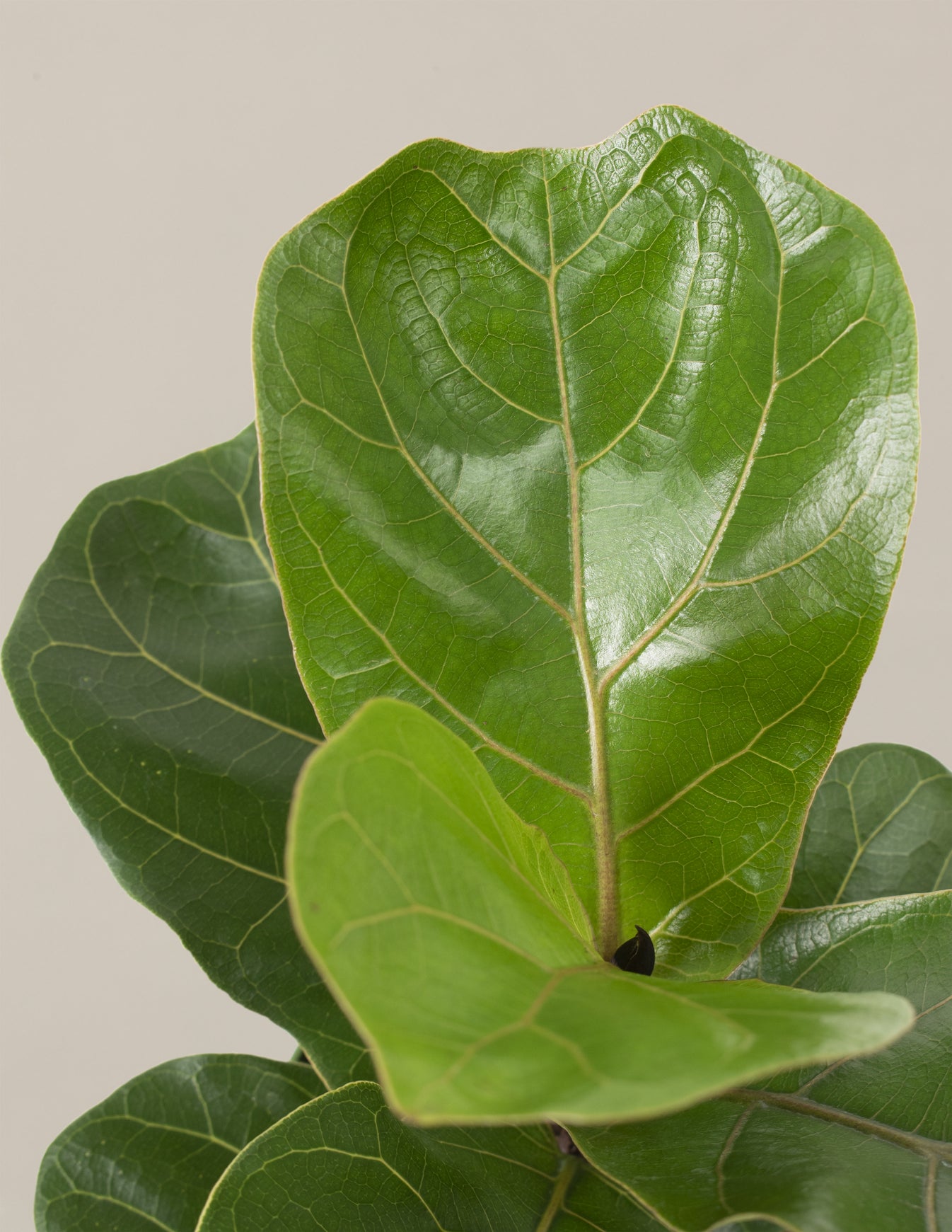 Fiddle Leaf Fig Potted Houseplant | Trendy Houseplants | The Sill