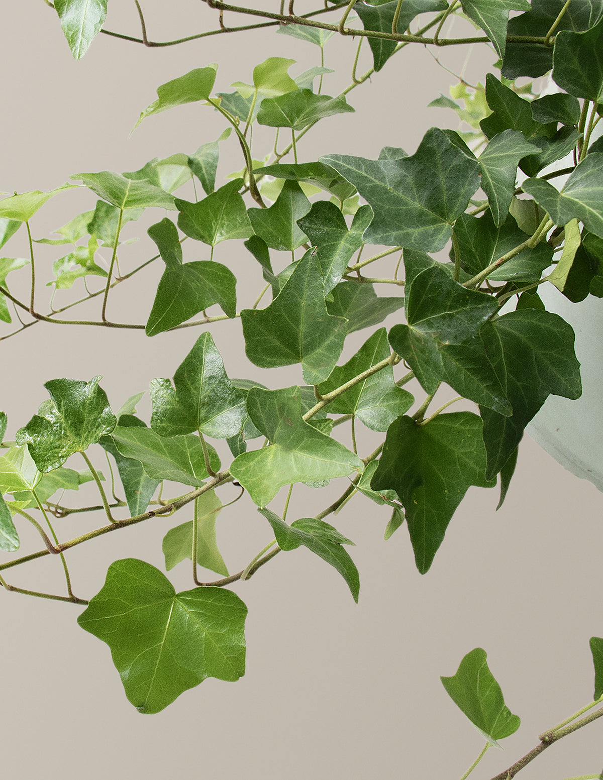 English Ivy Hanging Basket | Unique, rare, vining houseplants for ...