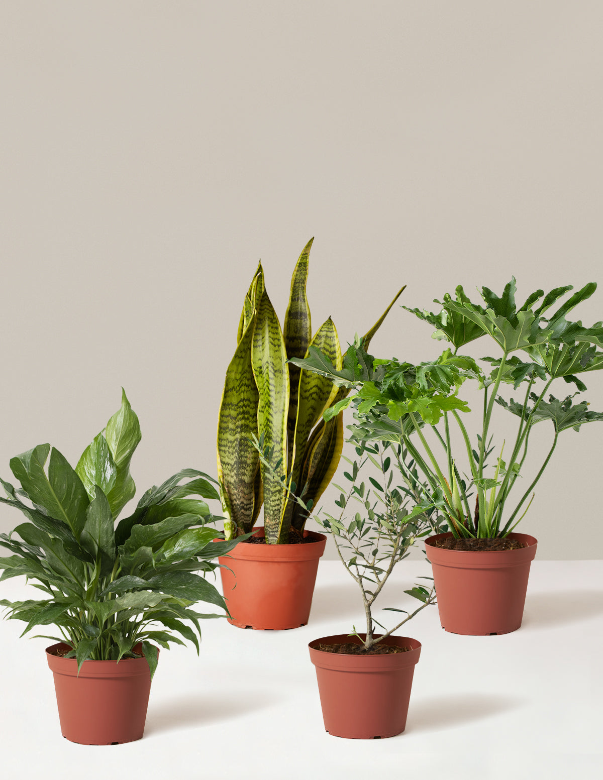 ‘Hope Garden’ Houseplant Bundle | Shop Indoor Houseplants & Gifts | The ...