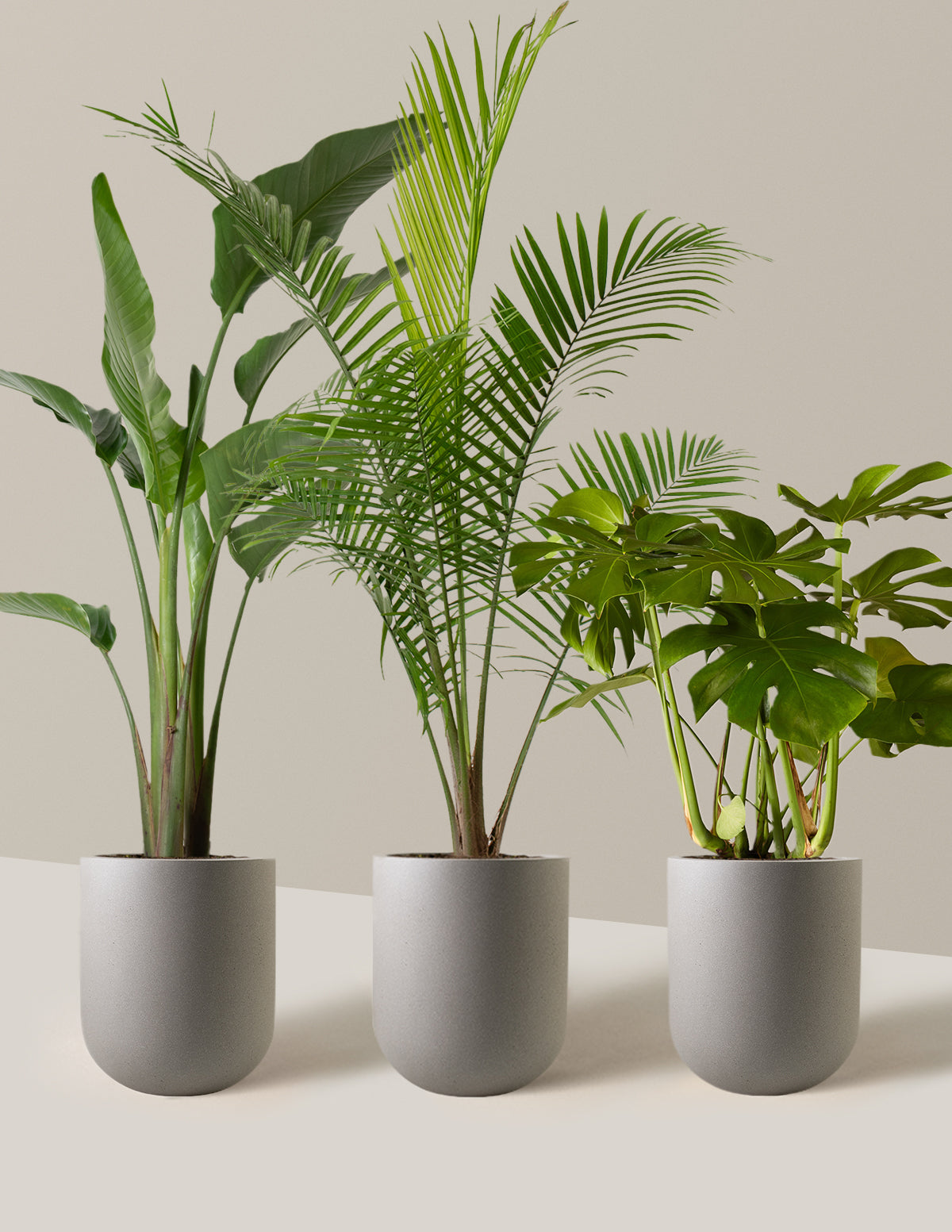 Our Best Deals | Live Plants on Sale | Free Shipping | The Sill