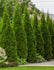 Junior Giant Thuja Tree | The Sill