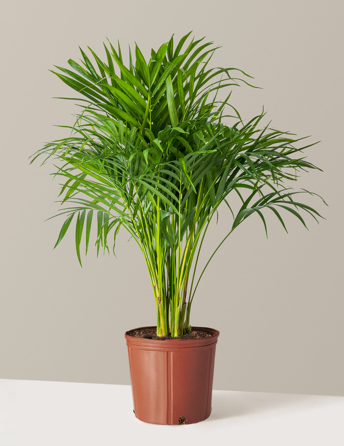 Large Areca Palm | Tropical Indoor Plants & Houseplants for Delivery ...